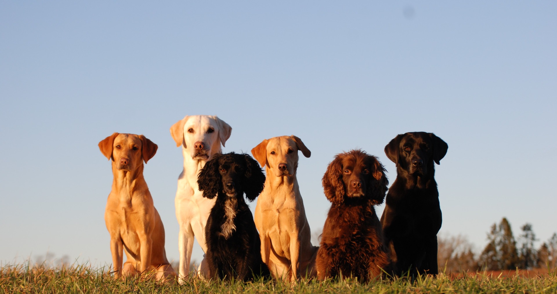 Husets hundar :: Hundkompetens